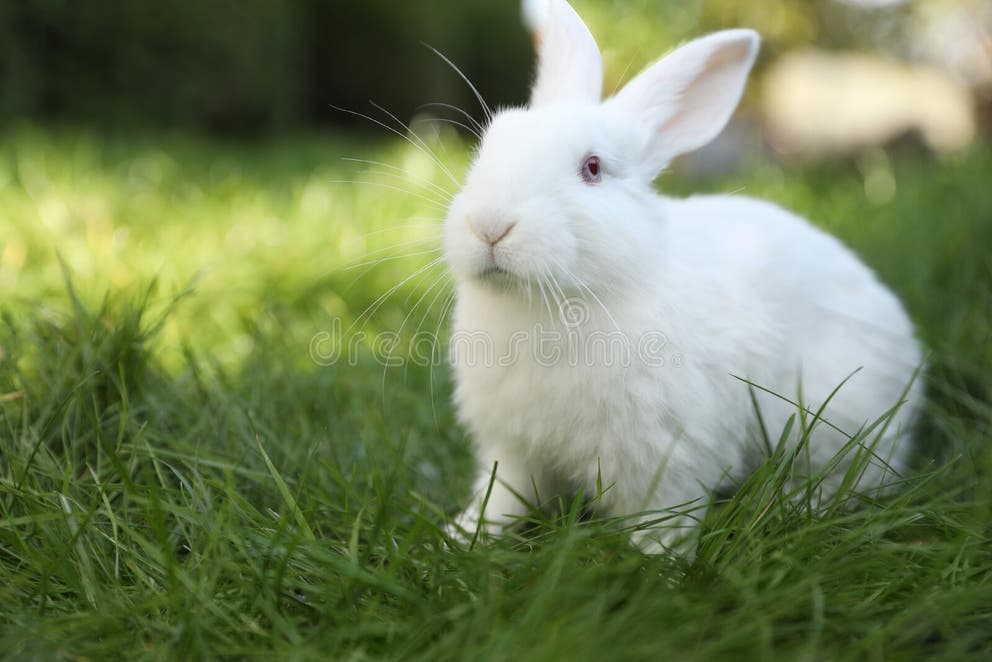 Cute White Rabbit on Green Grass Outdoors Stock Photo - Image of ...