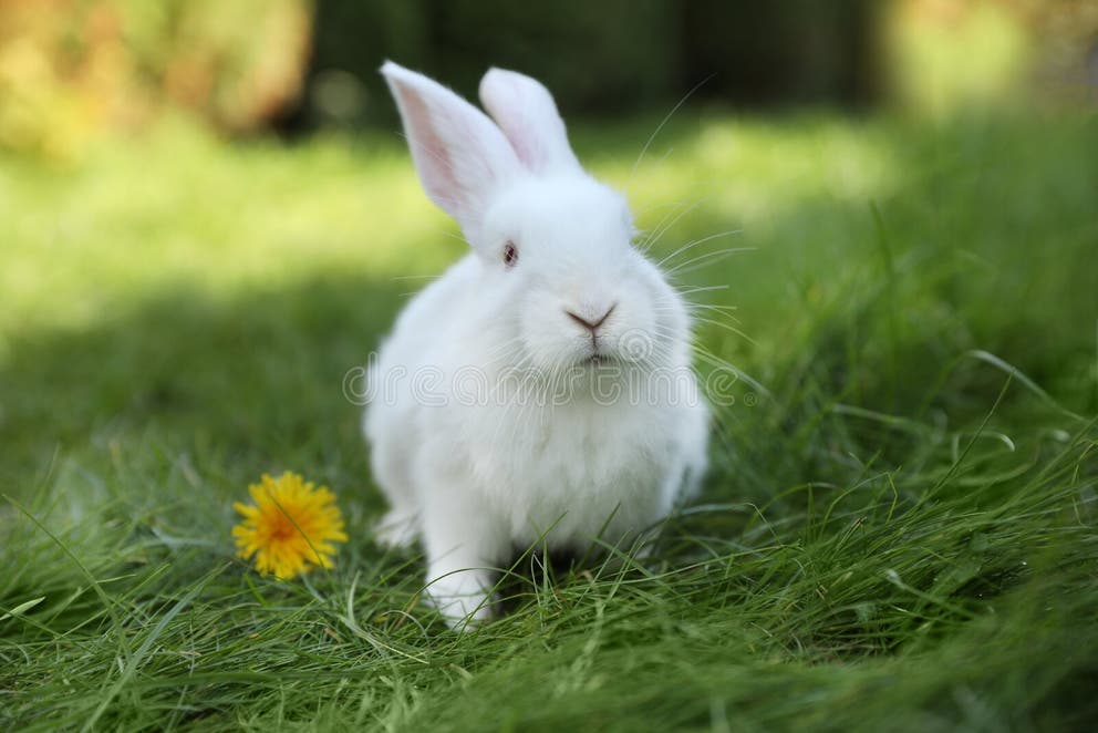 Cute White Rabbit on Green Grass Outdoors Stock Image - Image of ...