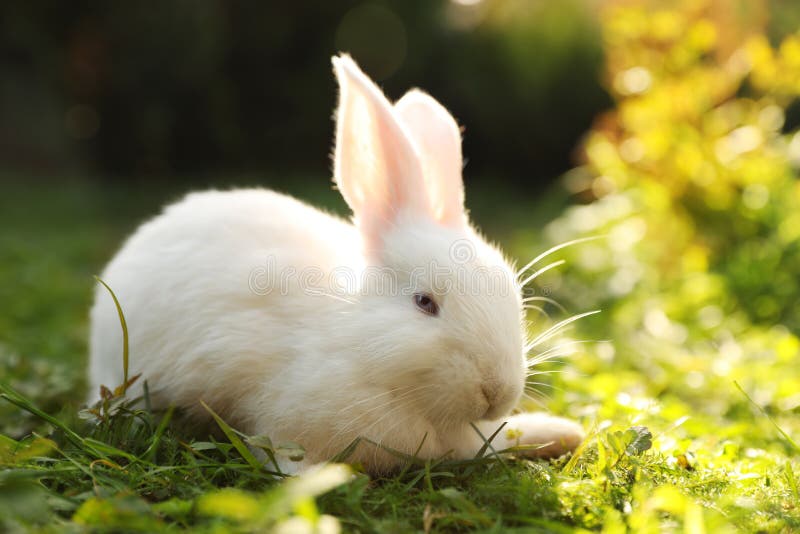 Cute White Rabbit on Green Grass Outdoors Stock Photo - Image of furry ...