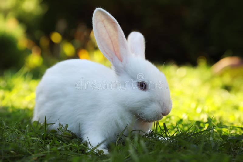 Cute White Rabbit on Green Grass Outdoors Stock Image - Image of ...