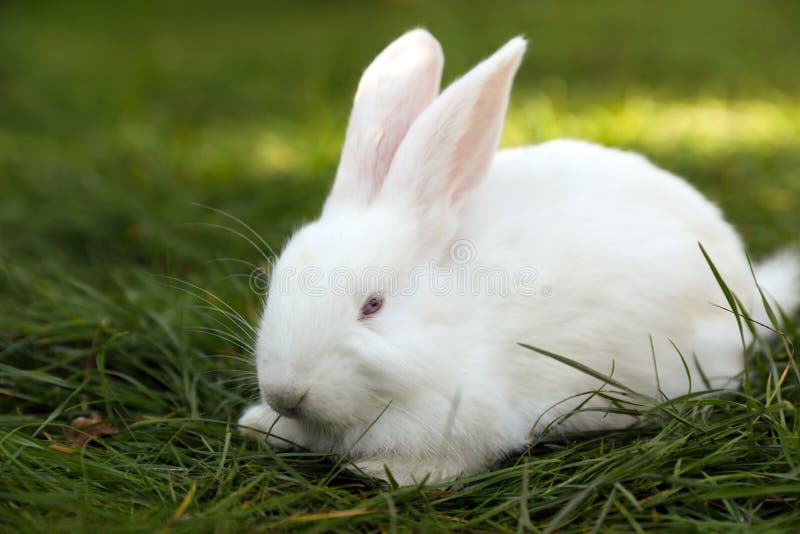 Cute White Rabbit on Green Grass Outdoors Stock Image - Image of ...