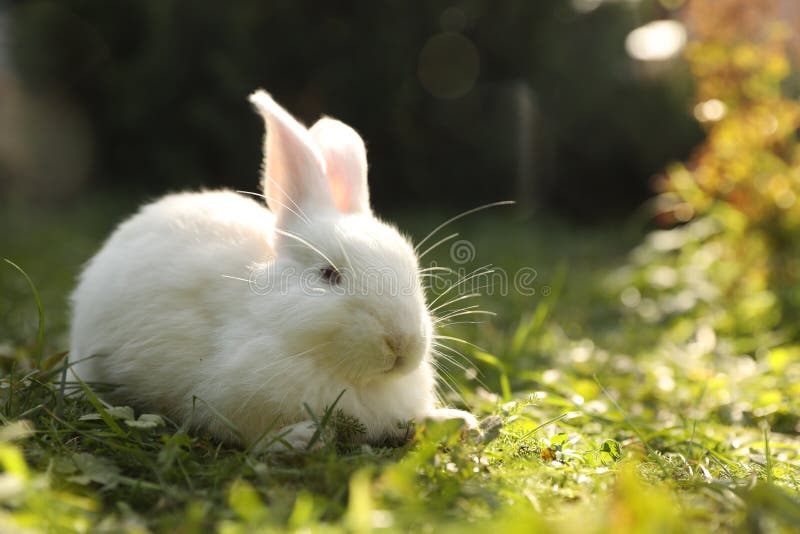 Cute White Rabbit on Green Grass Outdoors. Space for Text Stock Photo ...