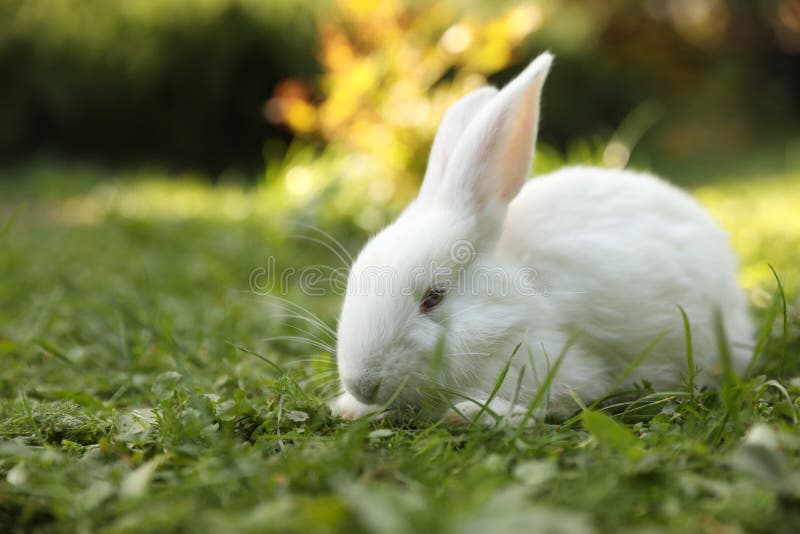 Cute White Rabbit on Green Grass Outdoors. Space for Text Stock Photo ...