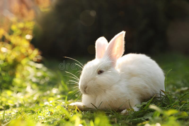 Cute White Rabbit on Green Grass Outdoors. Space for Text Stock Photo ...