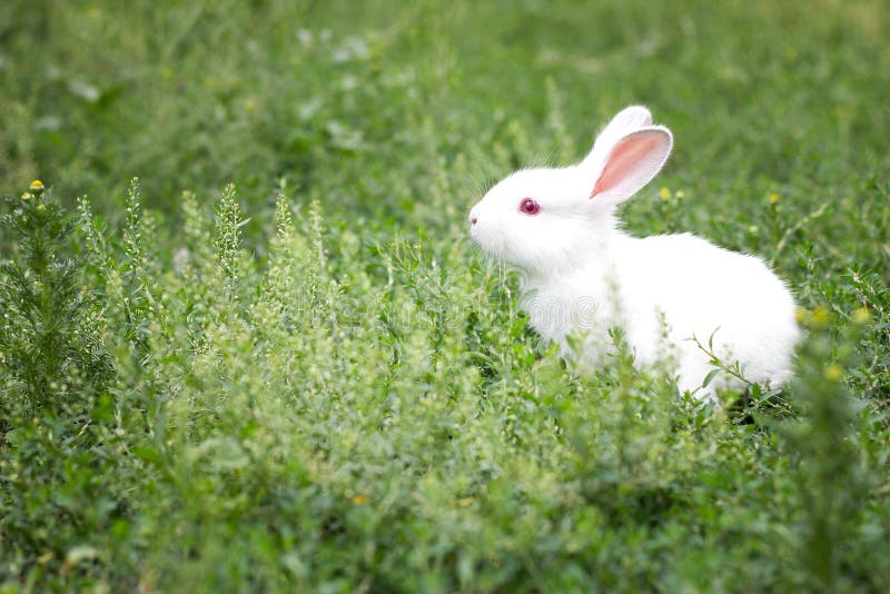 Cute white rabbit in green stock image. Image of nature - 136975453