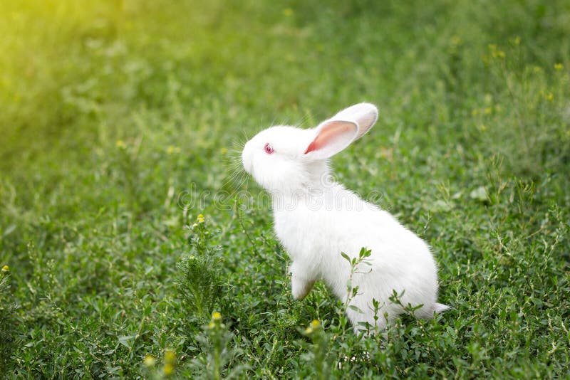 Cute white rabbit in green stock photo. Image of green - 136975536