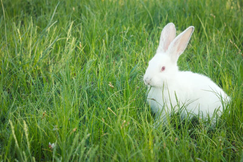 Cute white rabbit in green stock image. Image of portrait - 140027627
