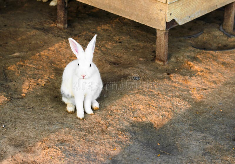 White And Brown Rabbit On Brown Soil Picture. Image: 109927057