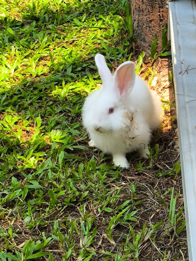 A Cute White Rabbit Has Red Eyes in the Garden Stock Photo - Image of ...
