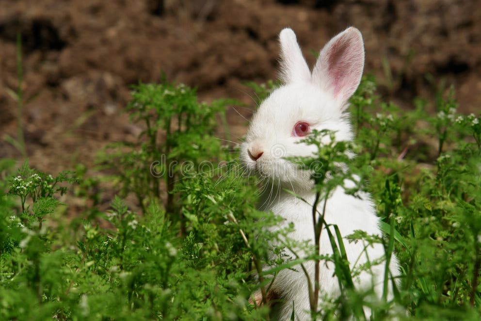 Cute White Rabbit Hides on Grass Stock Image - Image of bawtie, cute ...