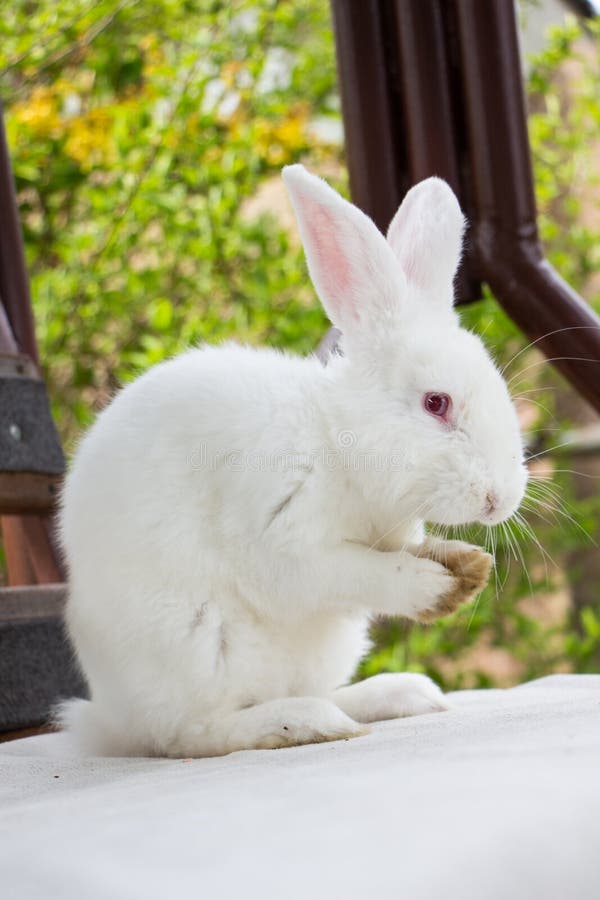 Cute White Rabbit stock image. Image of albino, pets - 96201805