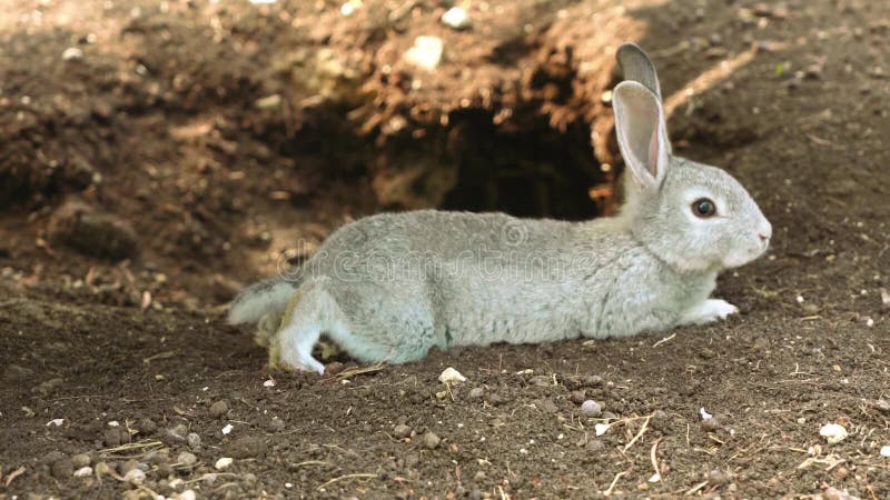 Rabbit sniffing soil stock photo. Image of nature, soil - 15787318