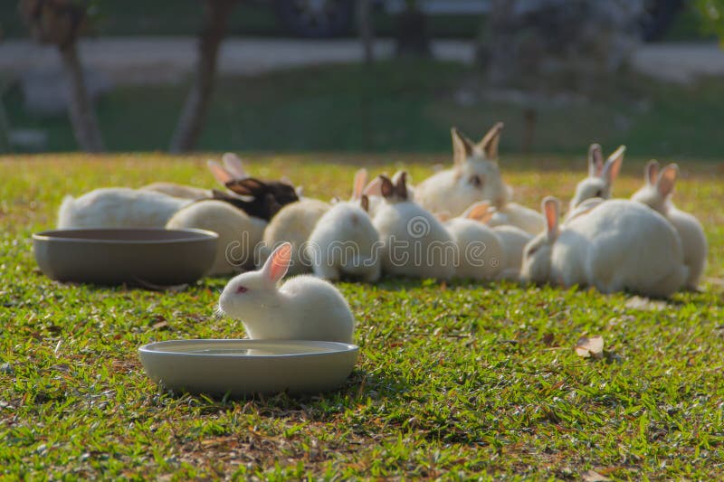 Cute White Rabbit with Morning Light Stock Image - Image of playful ...