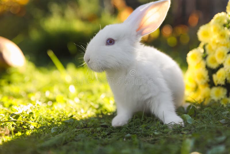Cute White Rabbit Near Flowers on Green Grass Outdoors Stock Image ...