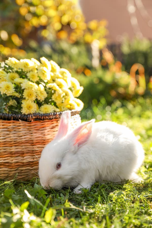Cute White Rabbit Near Wicker Basket with Flowers on Grass Outdoors ...