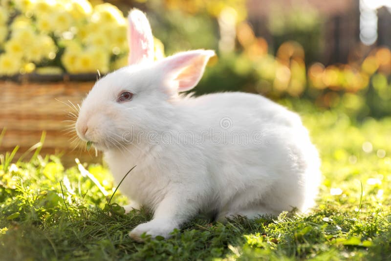 Cute White Rabbit Near Wicker Basket with Flowers on Grass Outdoors ...