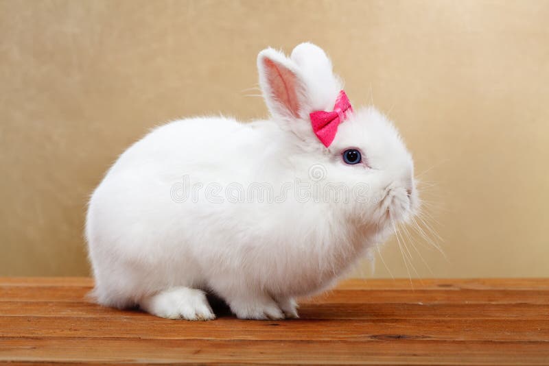 Cute White Rabbit with Pink Bow Stock Photo - Image of easter, bunny ...