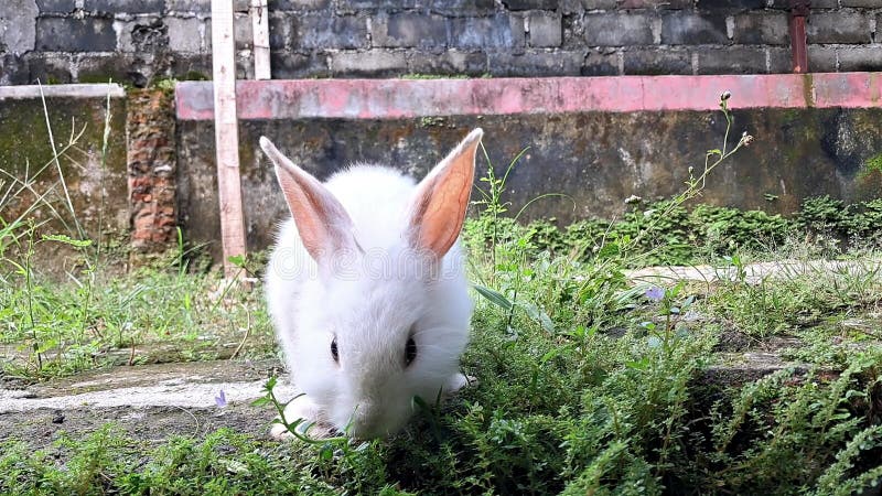 A Cute White Rabbit is Playing Jumping Around in the Yard Stock Video ...