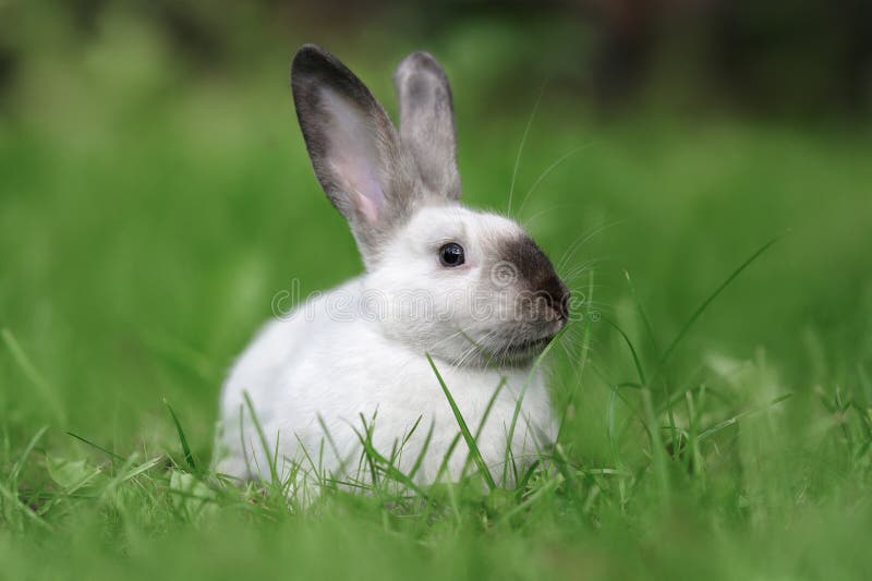 Cute White Rabbit Portrait on Green Grass Outdoors Stock Photo - Image ...