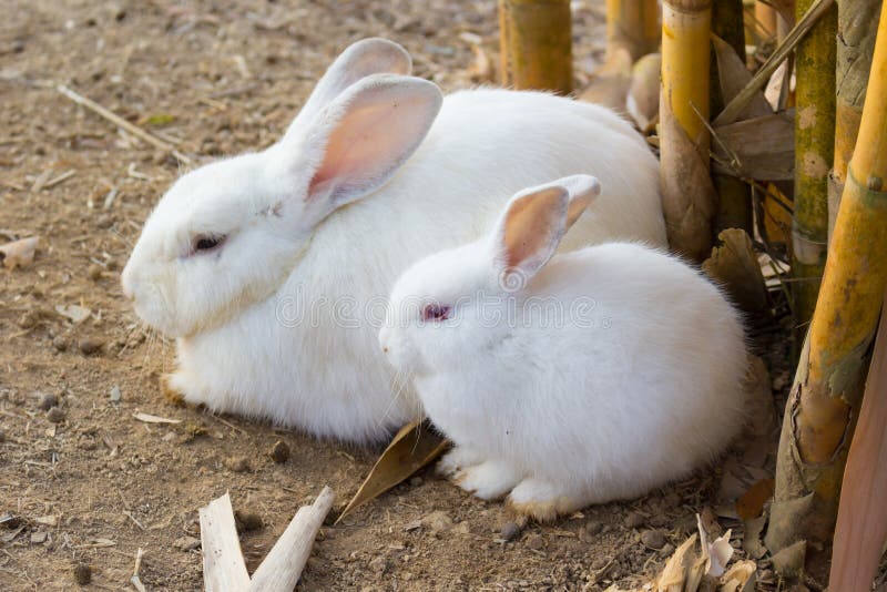 Cute White rabbit stock photo. Image of little, innocent - 40361088