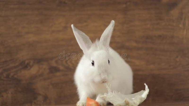 Cute White Rabbit Sits on a Light Background Stock Video - Video of ...