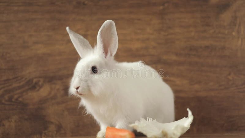 Cute White Rabbit Sits on a Light Background Stock Footage - Video of ...
