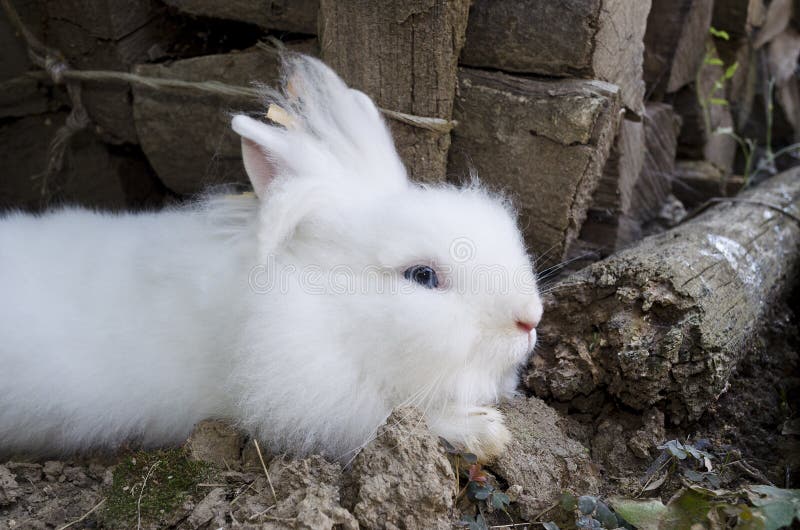 Cute white rabbit stock photo. Image of leaf, ears, domestic - 61311076