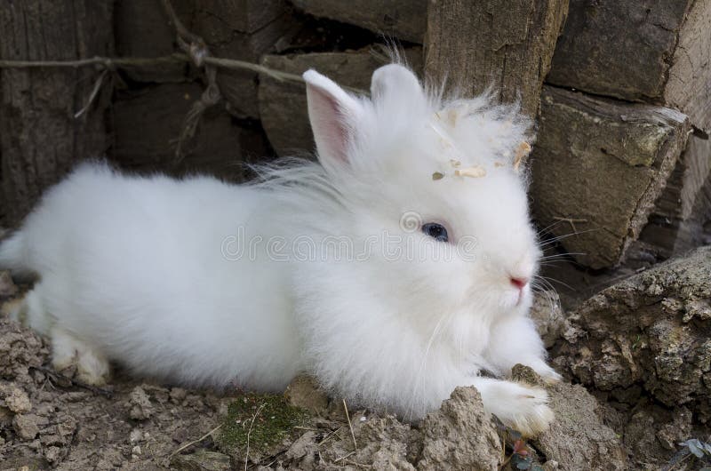 Cute white rabbit stock image. Image of furry, ground - 61311081