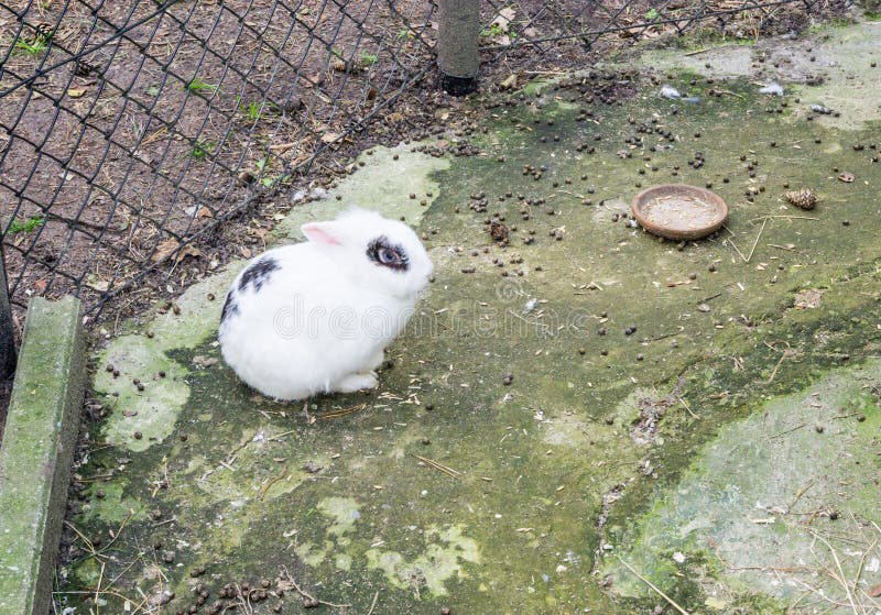Cute White Rabbit Sitting in Close Up Stock Photo - Image of sitting ...