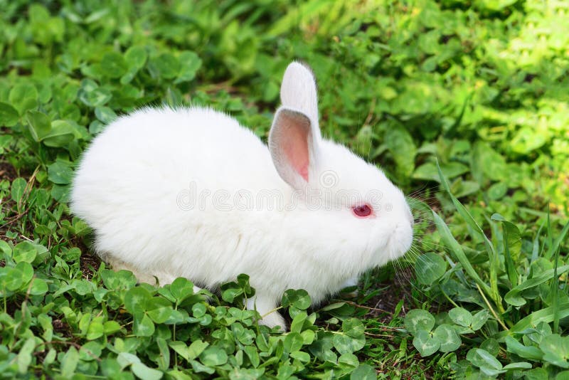 Cute White Rabbit Sitting in the Shade on a Clover Grass on a Sunny ...