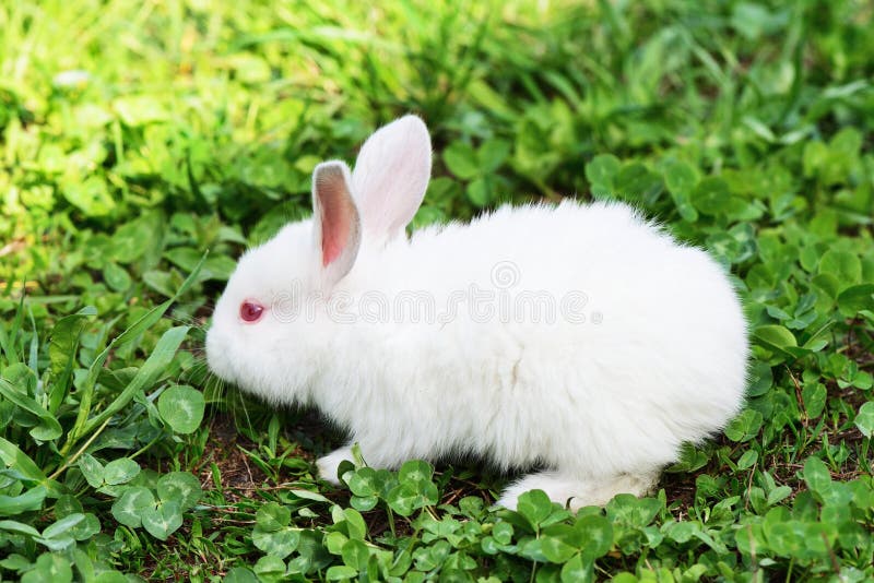 Cute White Rabbit Sitting in the Shade on a Clover Grass on a Sunny ...