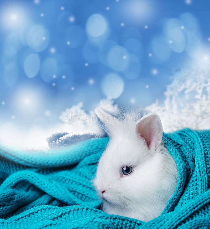 Cute White Rabbit in a Soft Scarf Stock Image - Image of ears, soft ...