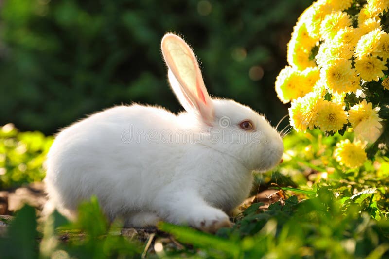 Cute White Rabbit on Tree Stump Near Green Grass and Flowers Outdoors ...