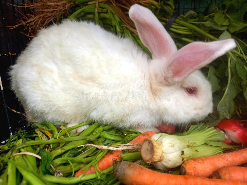 A Cute White Rabbit among Vegetables and Fruit As Food Stock Photo ...