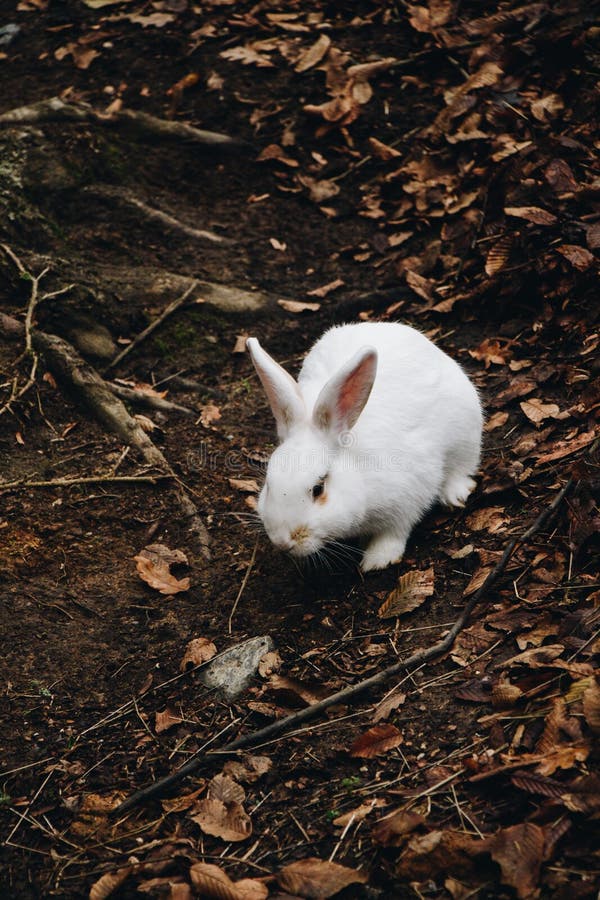 A Cute White Rabbit Walking in the Field Stock Photo - Image of furry ...