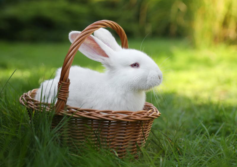 Cute White Rabbit in Wicker Basket on Grass Outdoors Stock Image ...