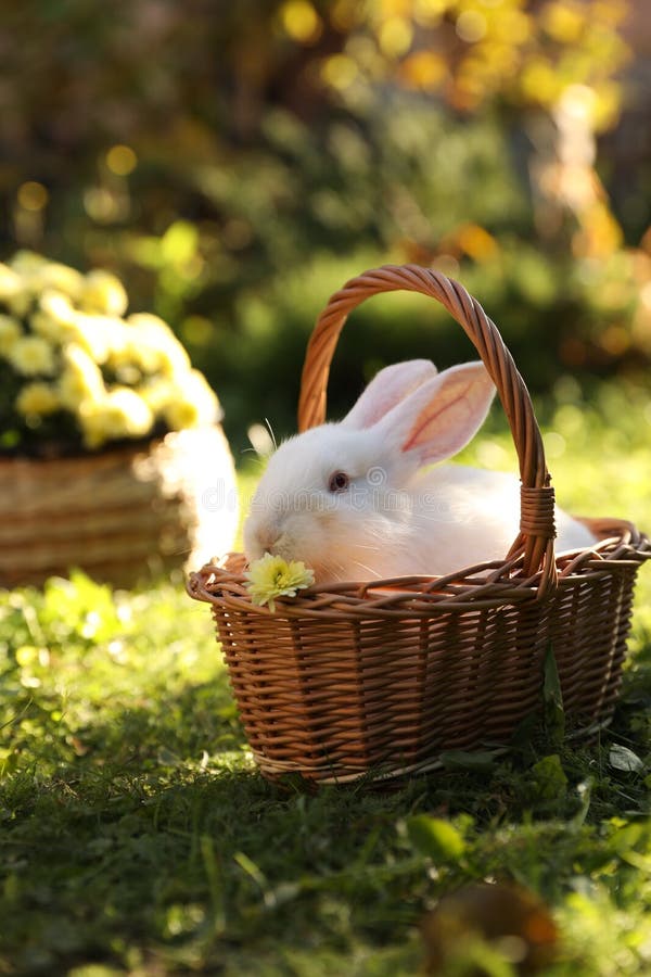 Cute White Rabbit in Wicker Basket on Grass Outdoors Stock Photo ...
