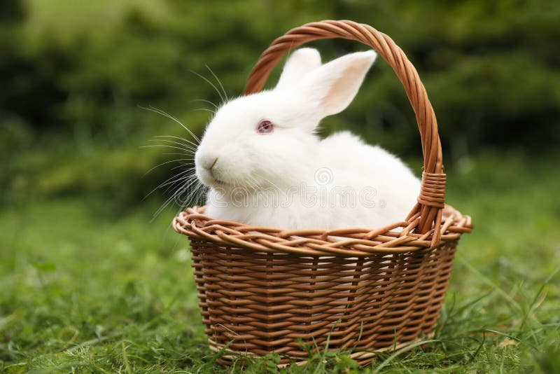 Cute White Rabbit in Wicker Basket on Grass Outdoors Stock Photo ...