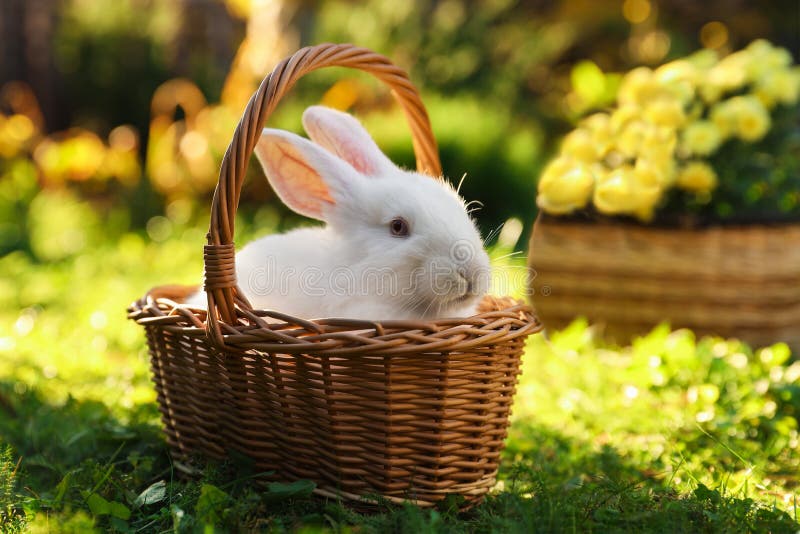 Cute White Rabbit in Wicker Basket on Grass Outdoors Stock Image ...