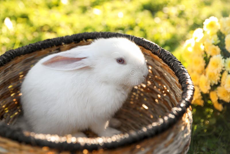 Cute White Rabbit in Wicker Basket on Grass Outdoors, Closeup Stock ...