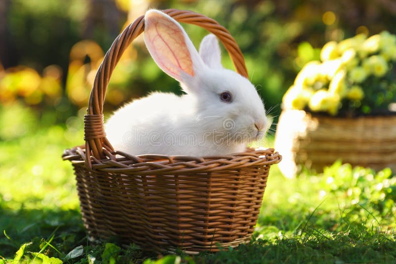 Cute White Rabbit in Wicker Basket on Grass Outdoors. Space for Text ...