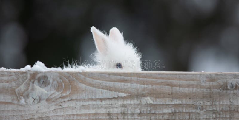 Cute White Rabbit in Winter Stock Image - Image of sweet, mammal: 332431675