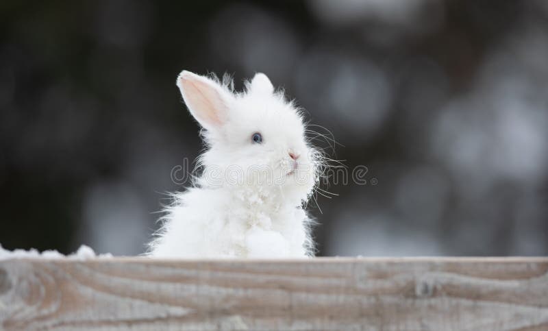 Cute White Rabbit in Winter Stock Photo - Image of fluffy, hare: 332431860