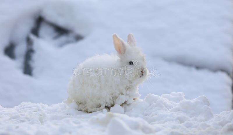 Cute White Rabbit in Winter Stock Photo - Image of animal, gray: 332433530