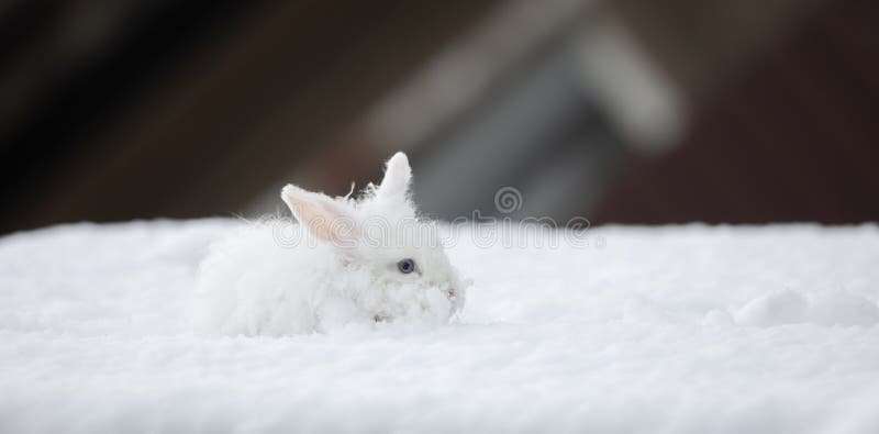 Cute White Rabbit in Winter Stock Photo - Image of sitting, portrait ...
