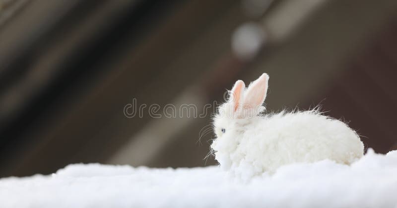 Cute White Rabbit in Winter Stock Photo - Image of rabbit, little ...
