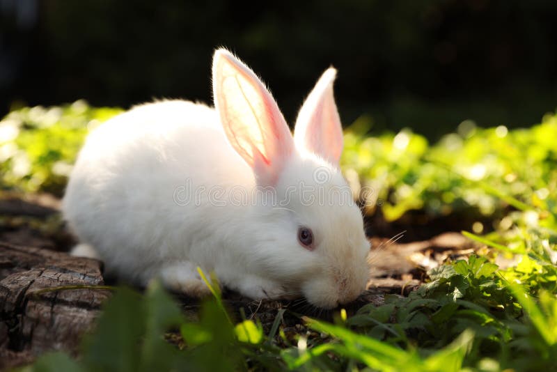 Cute White Rabbit on Wood among Green Grass Outdoors Stock Photo ...
