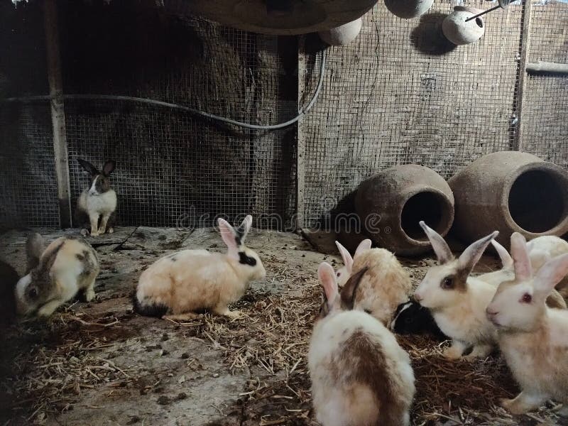 Cute rabbits stock image. Image of rodent, rabbit, wildlife - 181257305