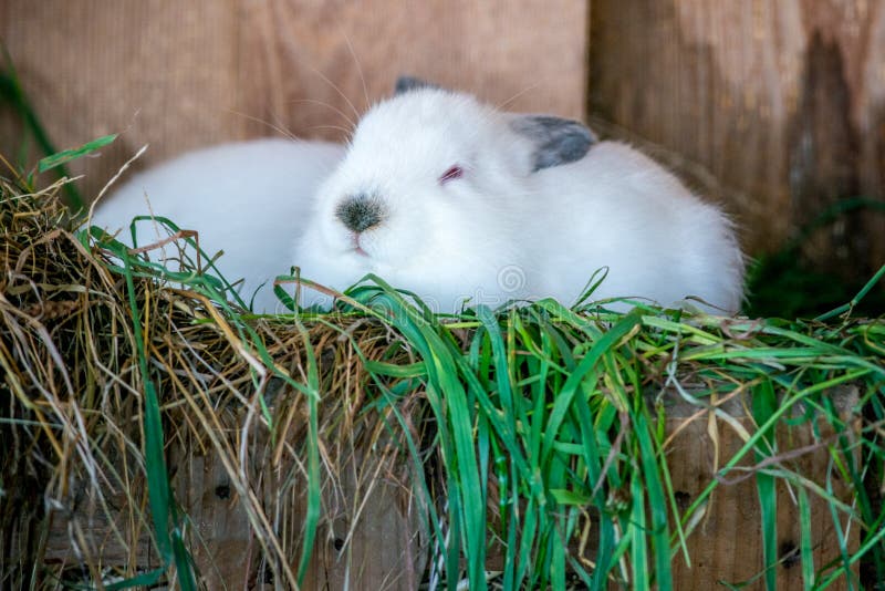 Cute white rabbits stock photo. Image of beauty, rabbit - 124364788