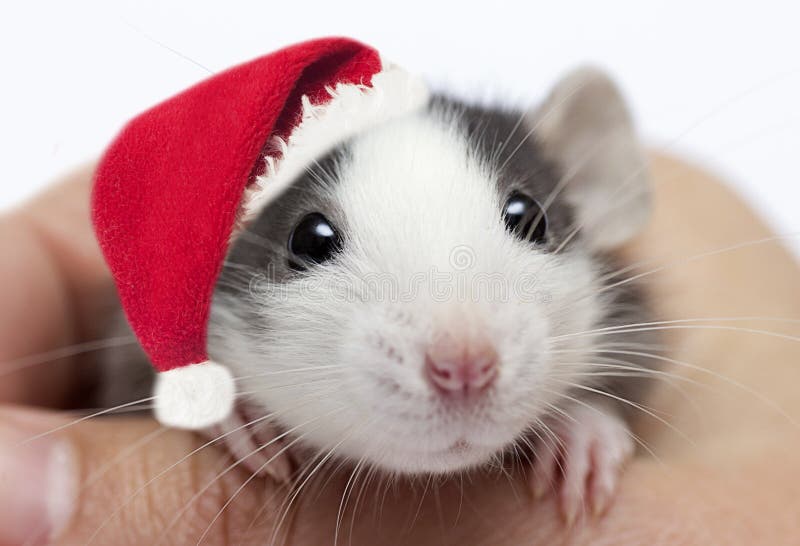Cute white rat looking stock image. Image of 2020, holiday - 162967631